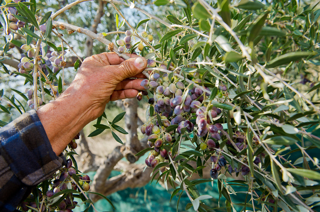 Olive leaves » effect and use | MANI